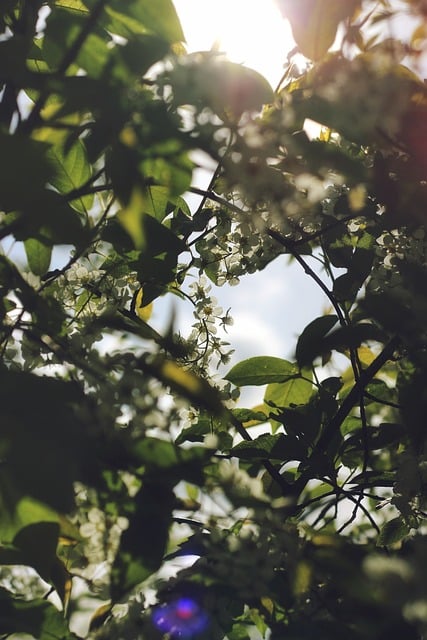 Rama Naturaleza Árbol - Foto gratis en Pixabay
