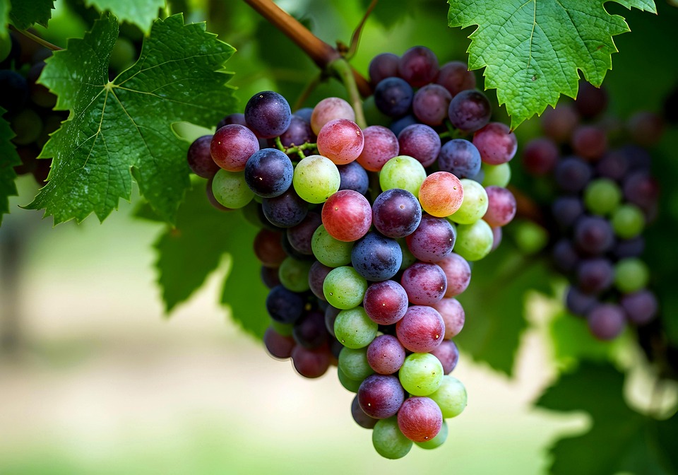 Download Grapes, Ripening, Agriculture. Royalty-Free Stock Illustration ...