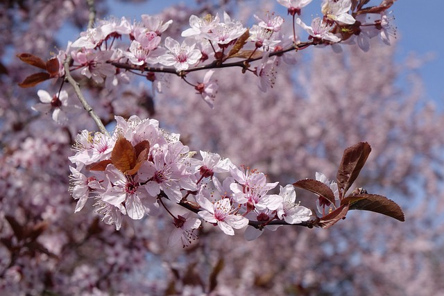 Blood Plum Nature Spring Flowering - Free photo on Pixabay