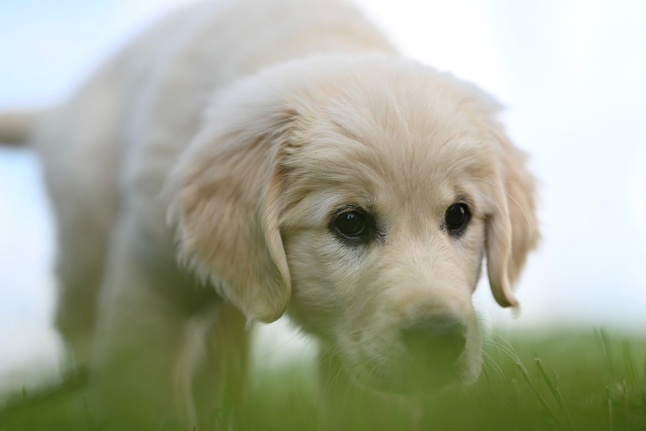 Golden Retriever Amber Blue Animal - Free photo on Pixabay