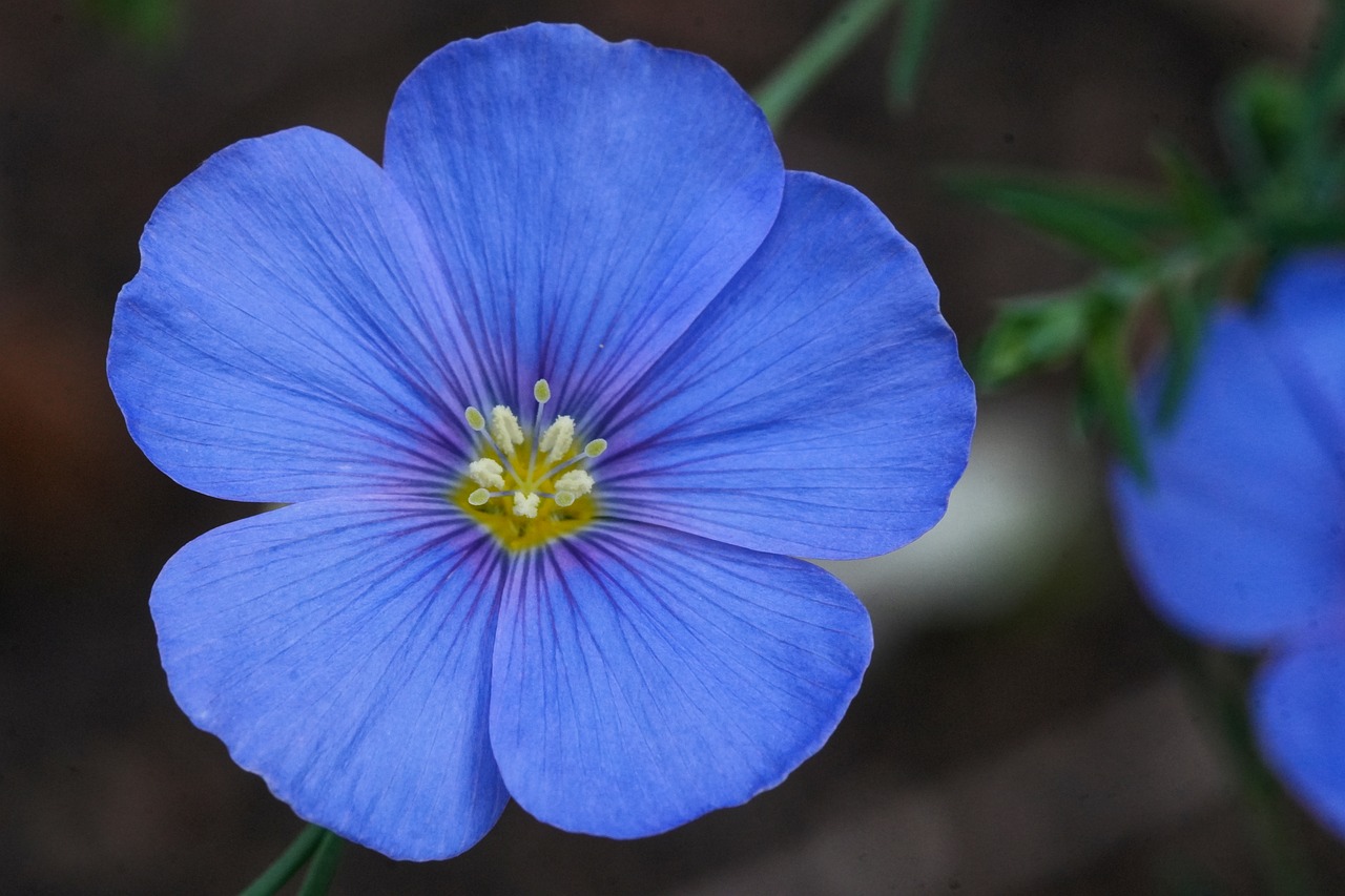 Blue Flax Flower - Free photo on Pixabay