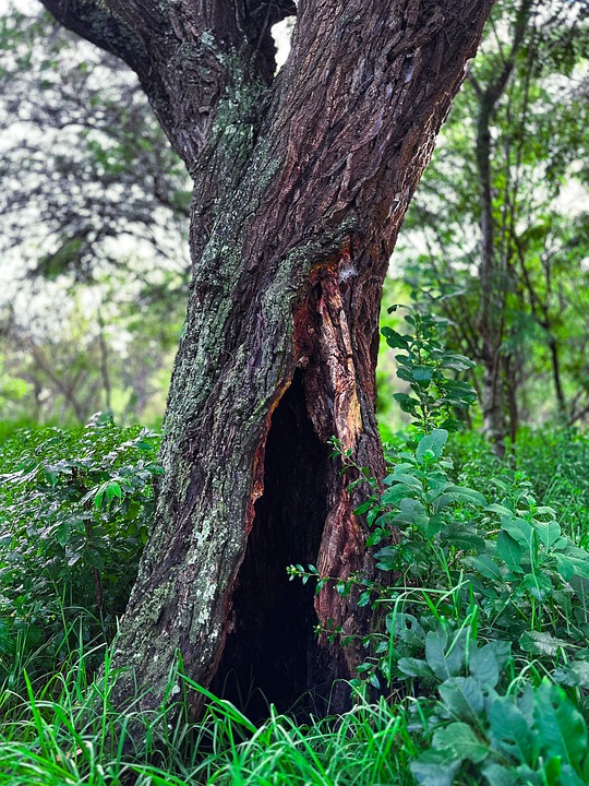 Árbol Tronco Bosque - Imagen gratis en Pixabay
