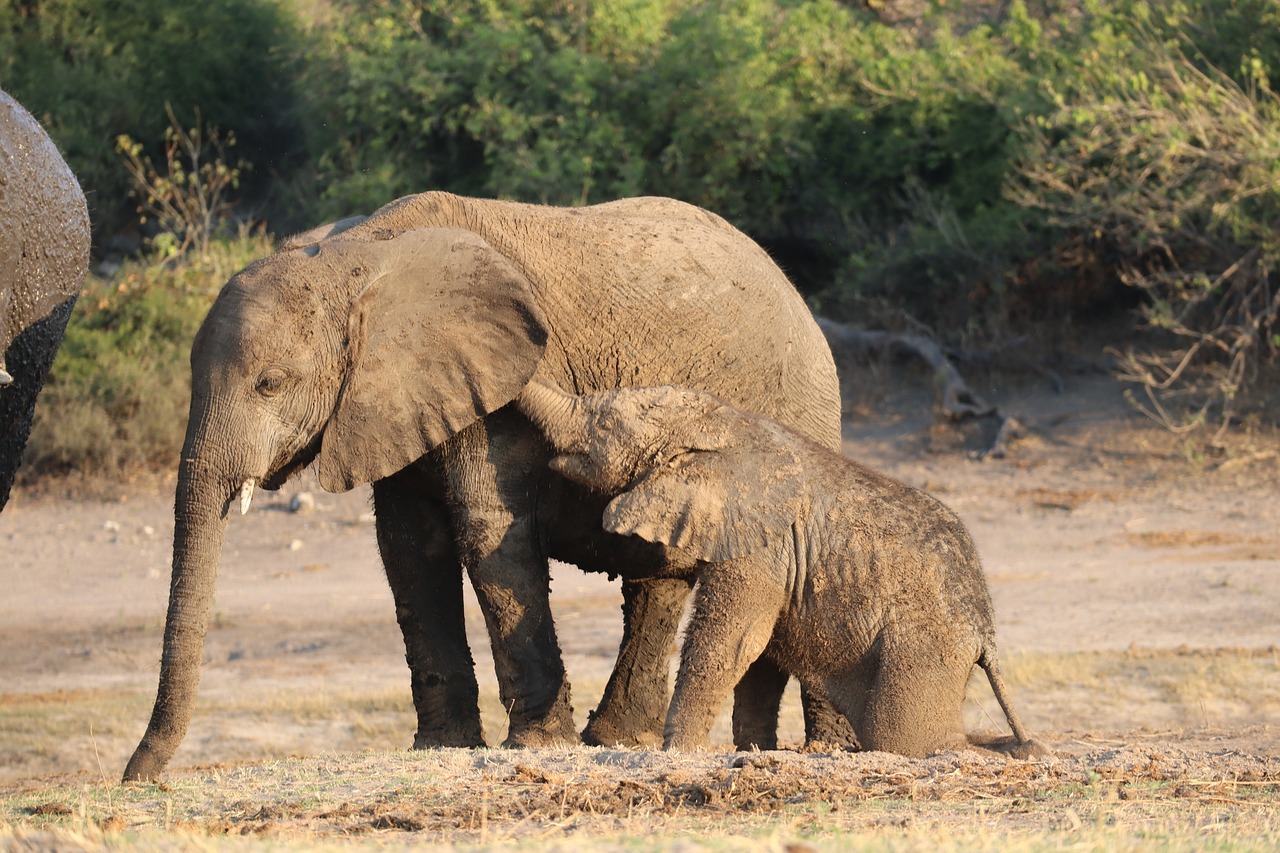 Namibisk Elefant Namibias Natur - Gratis foto på Pixabay