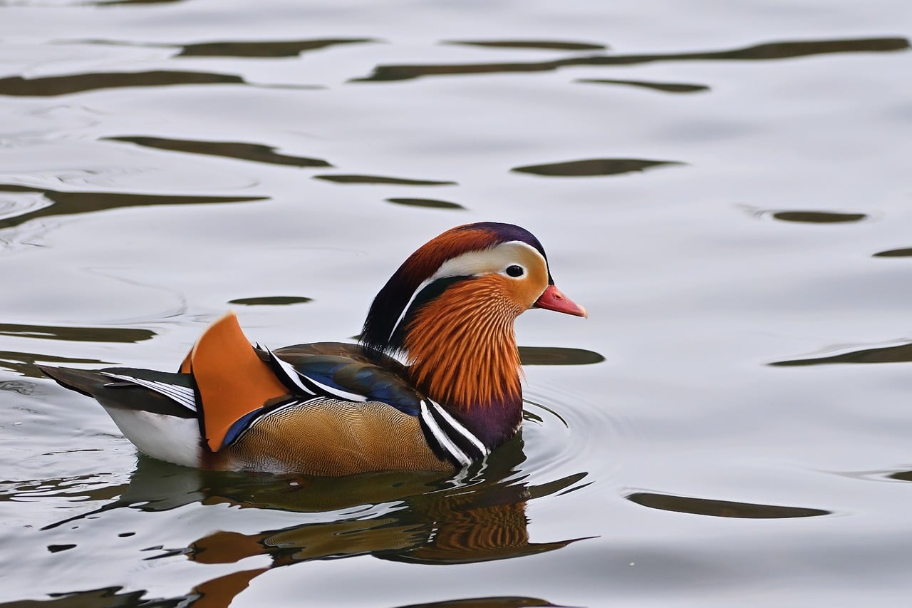 Mandarin Ducks Water Bird Lake - Free photo on Pixabay