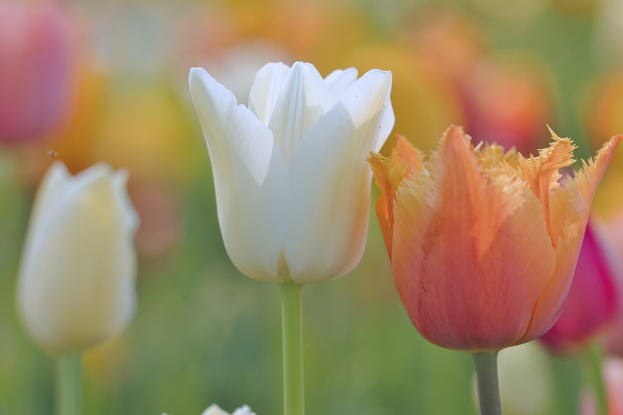 30,000+ Free White Tulips & Nature Images - Pixabay