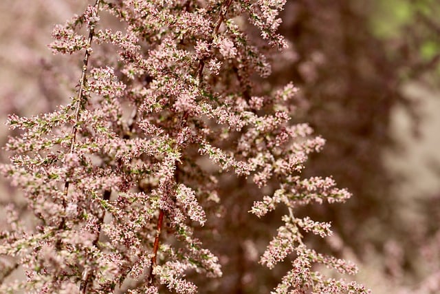 40,000+ Free Tamarisk Tree & Tree Images - Pixabay