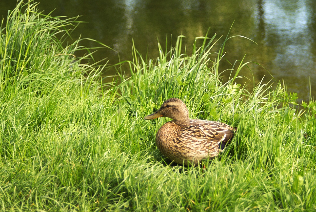 Pato Pájaro Animal - Foto gratis en Pixabay