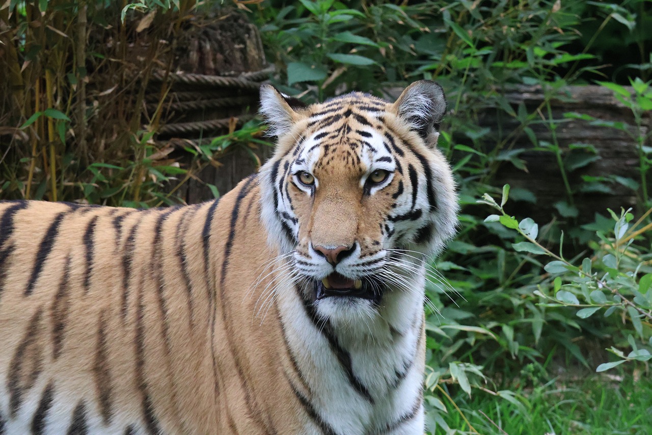 Tiger Cat Animal - Free photo on Pixabay