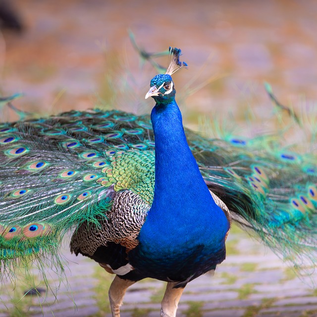 Pfau Vogel Natur - Kostenloses Foto auf Pixabay