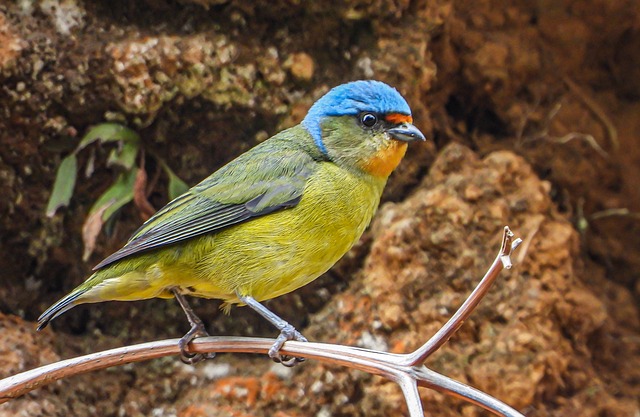 Oiseau Ornithologie Observation - Photo gratuite sur Pixabay
