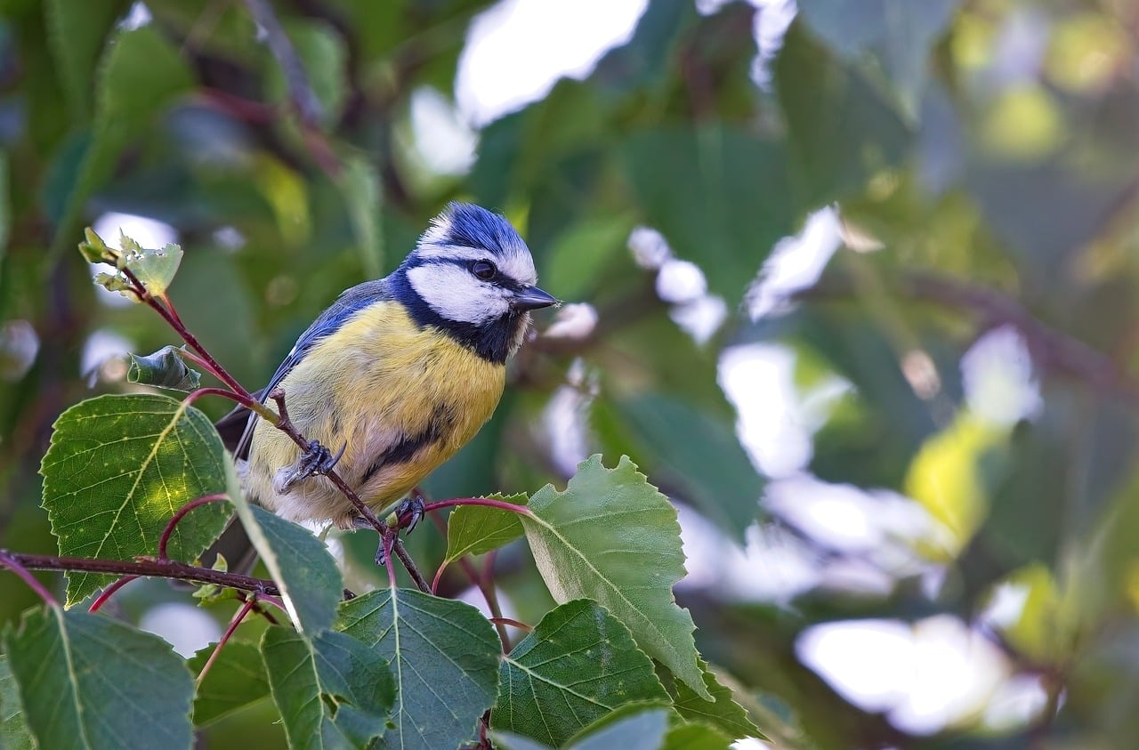 Blue Tit Bird Nature - Free photo on Pixabay
