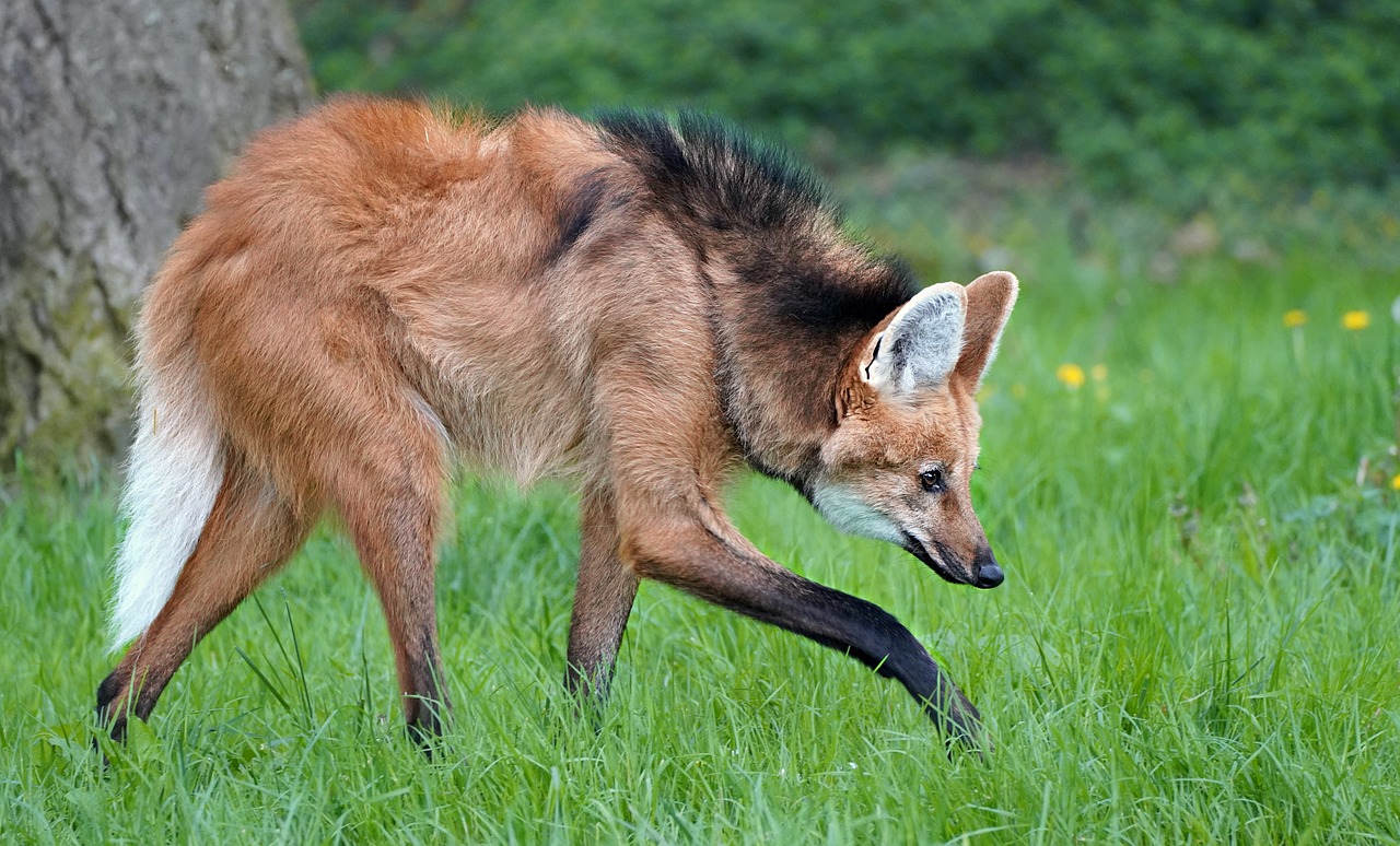 Wolf Mane Maned - Free photo on Pixabay