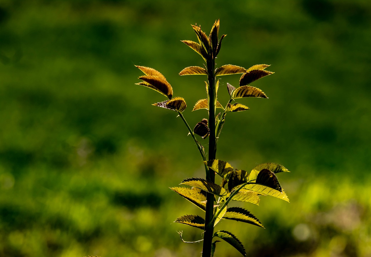 Rose Nature Fade In The - Free photo on Pixabay