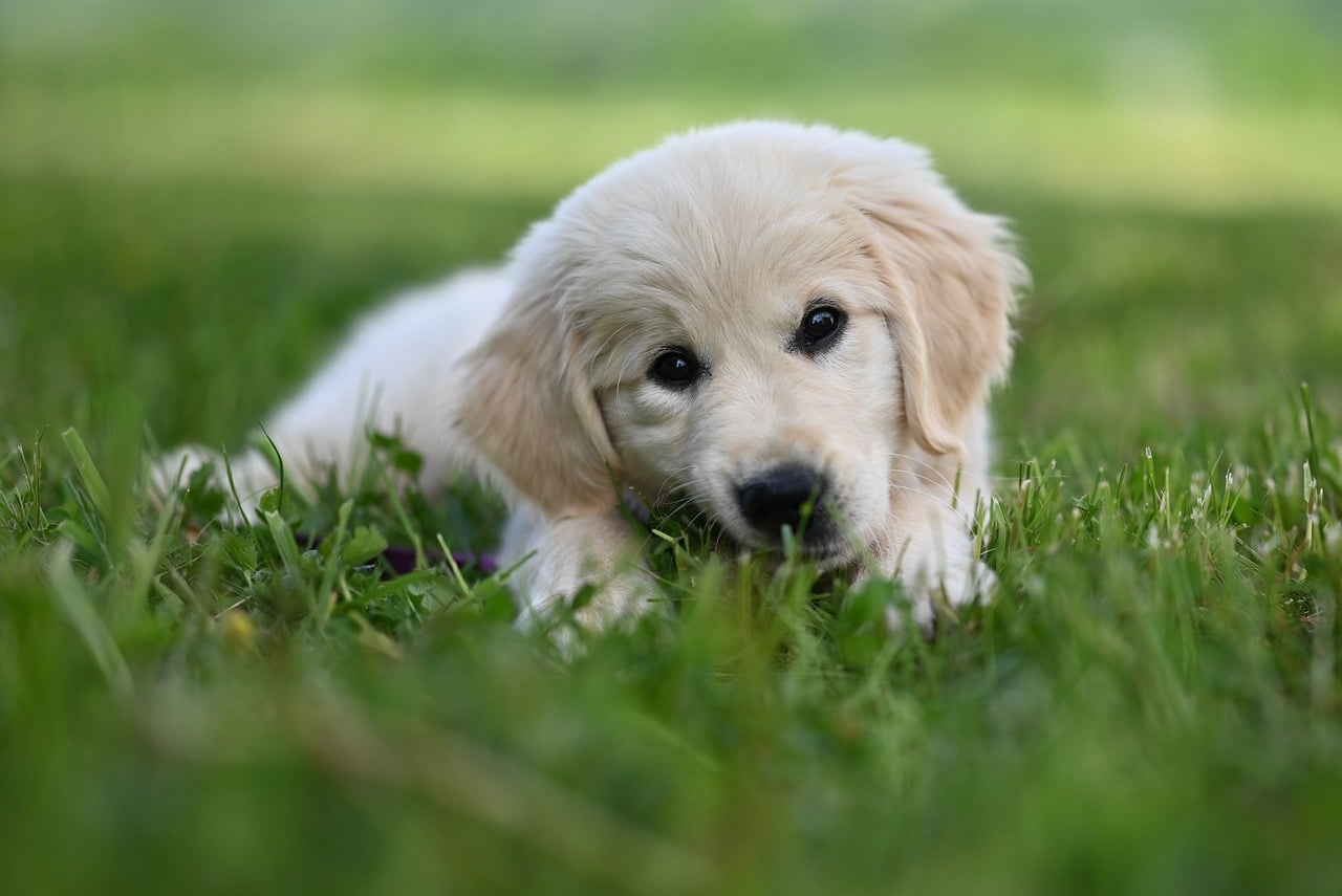 Golden Retriever Amber Blue Animal - Free photo on Pixabay