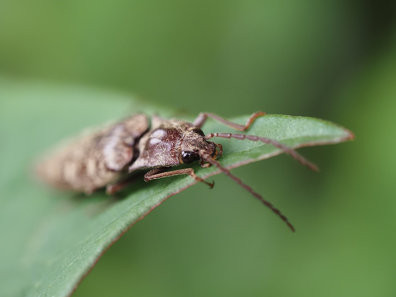 Click Beetle Natural Insect - Free photo on Pixabay