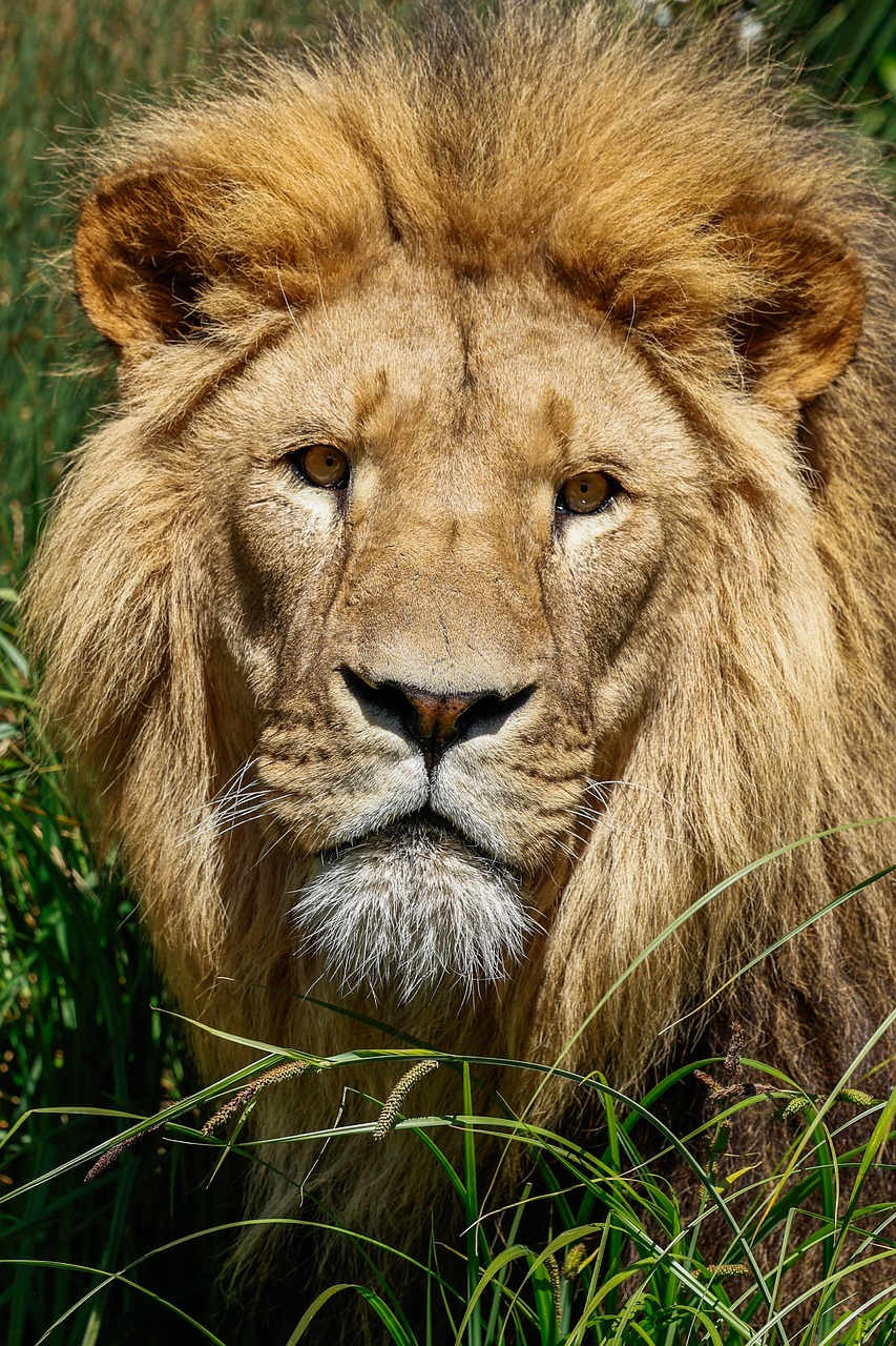 Lion Nature Animal - Free photo on Pixabay