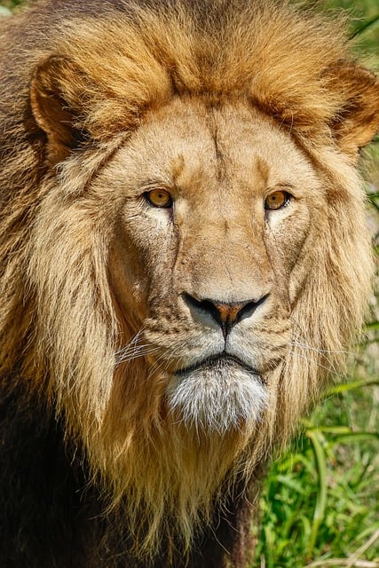 6.000+ kostenlose Lion & Natur Fotos - Pixabay