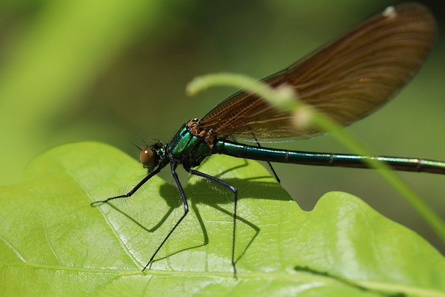 Demoiselle Dragon-Fly Insect - Free photo on Pixabay