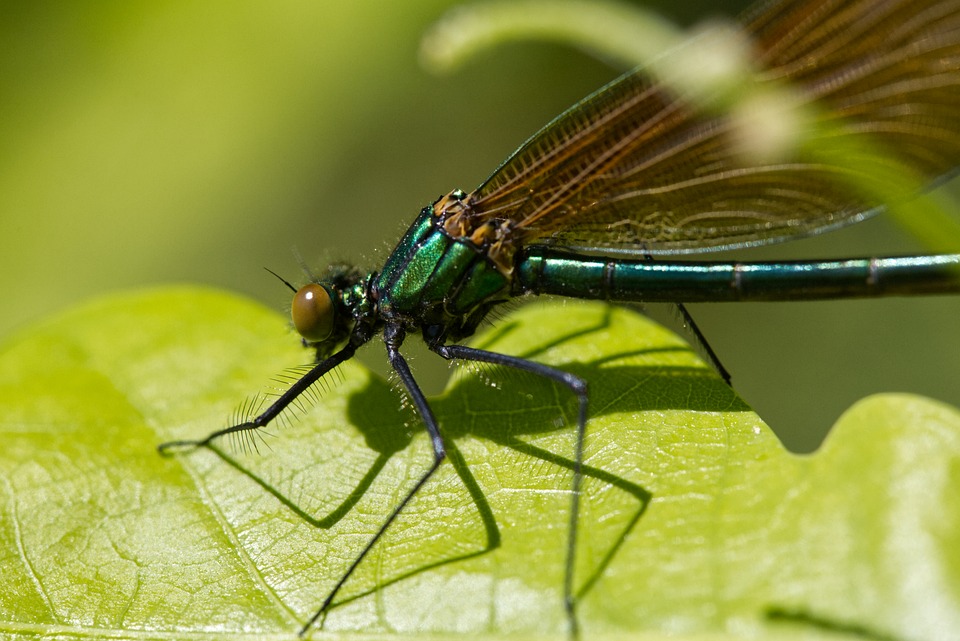 Demoiselle Libellule Insecte La - Photo gratuite sur Pixabay