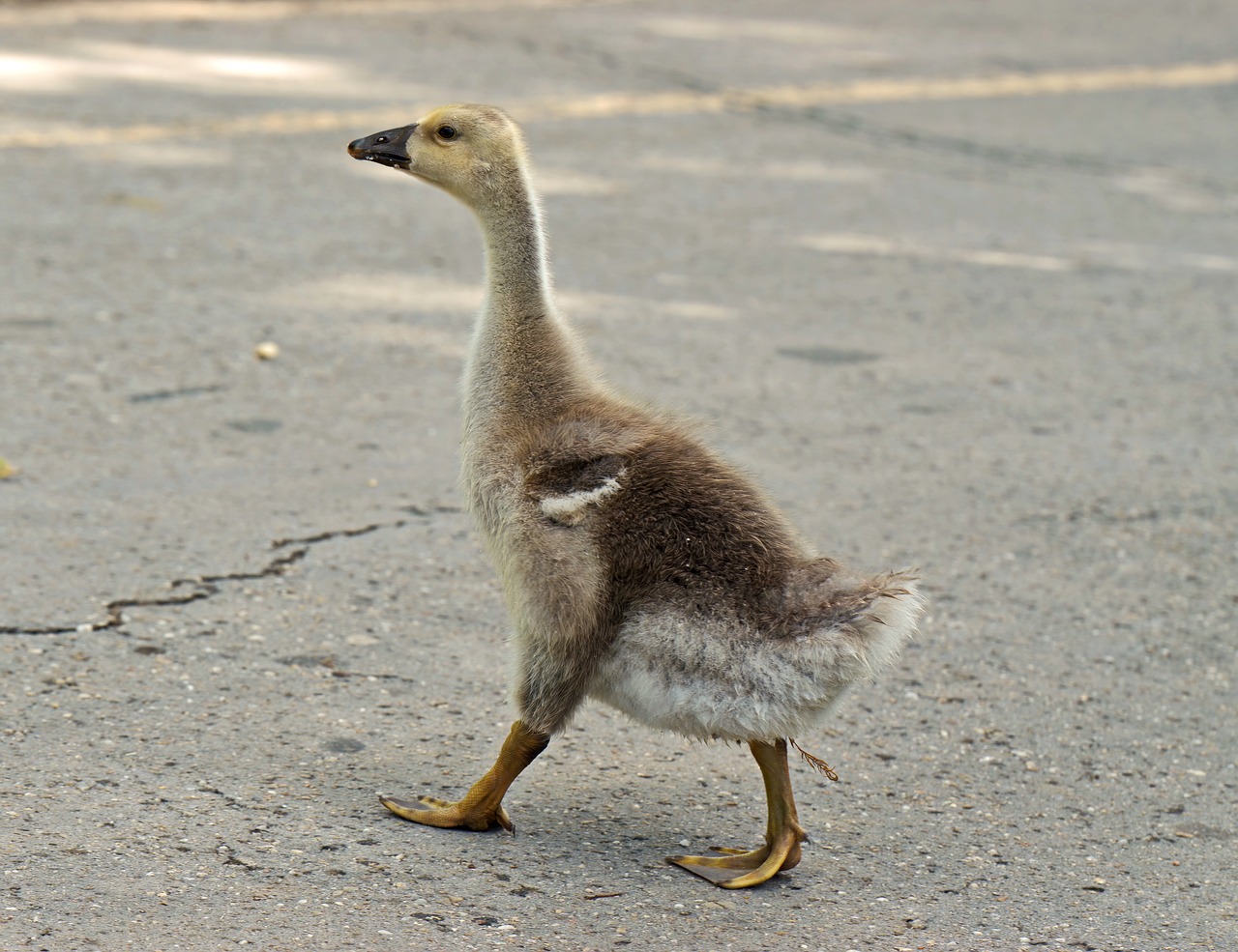 Bird Chick Goose - Free photo on Pixabay
