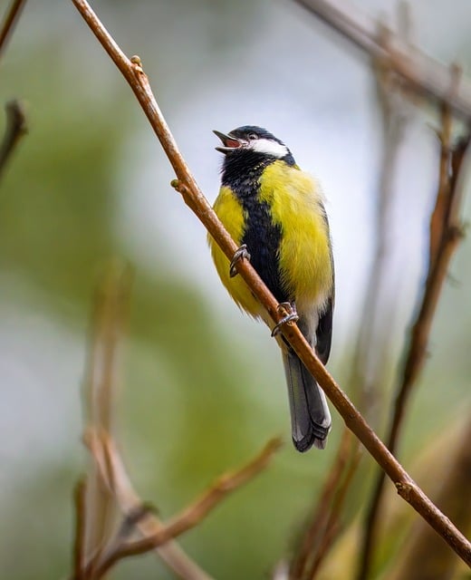 Tit Bird Songbird - Free photo on Pixabay