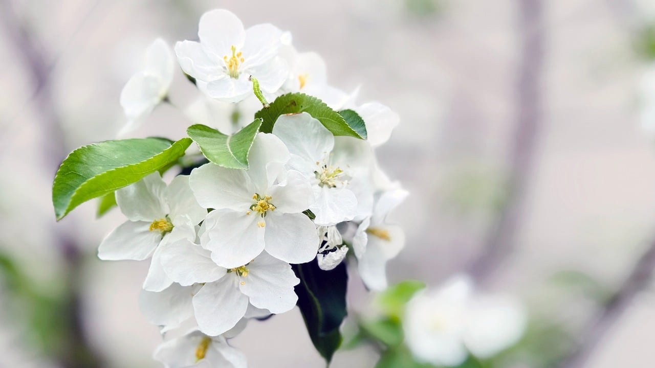 Pear Flower White Fruit Trees - Free photo on Pixabay