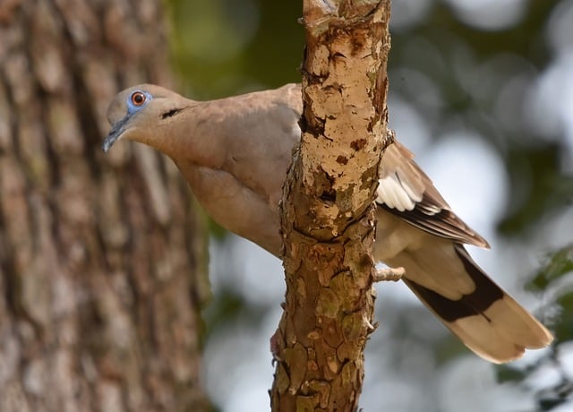 Dove Bird Nature - Free photo on Pixabay