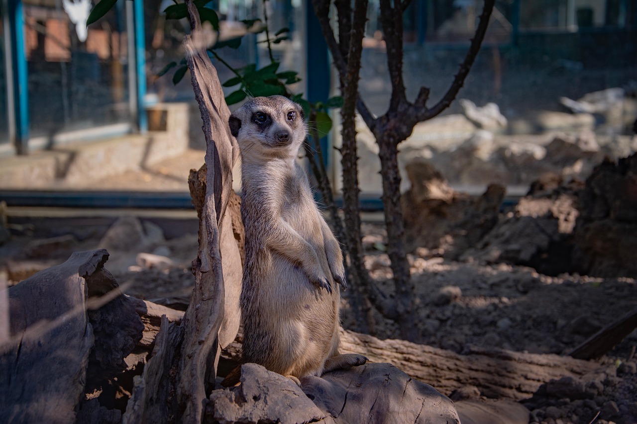 Suricata Naturaleza Zoo - Foto gratis en Pixabay