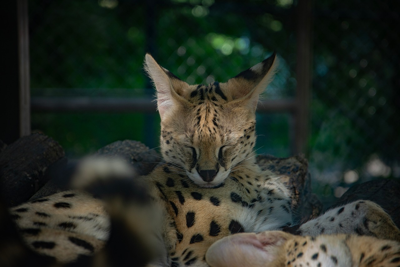 Serval Animal Cat - Free photo on Pixabay