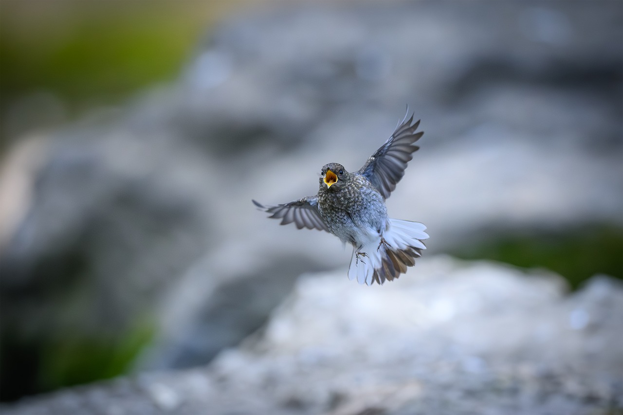 Bird Nature Animal - Free photo on Pixabay