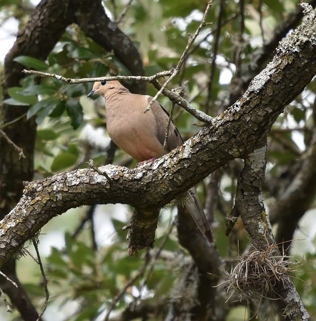 Dove Bird Nature - Free photo on Pixabay