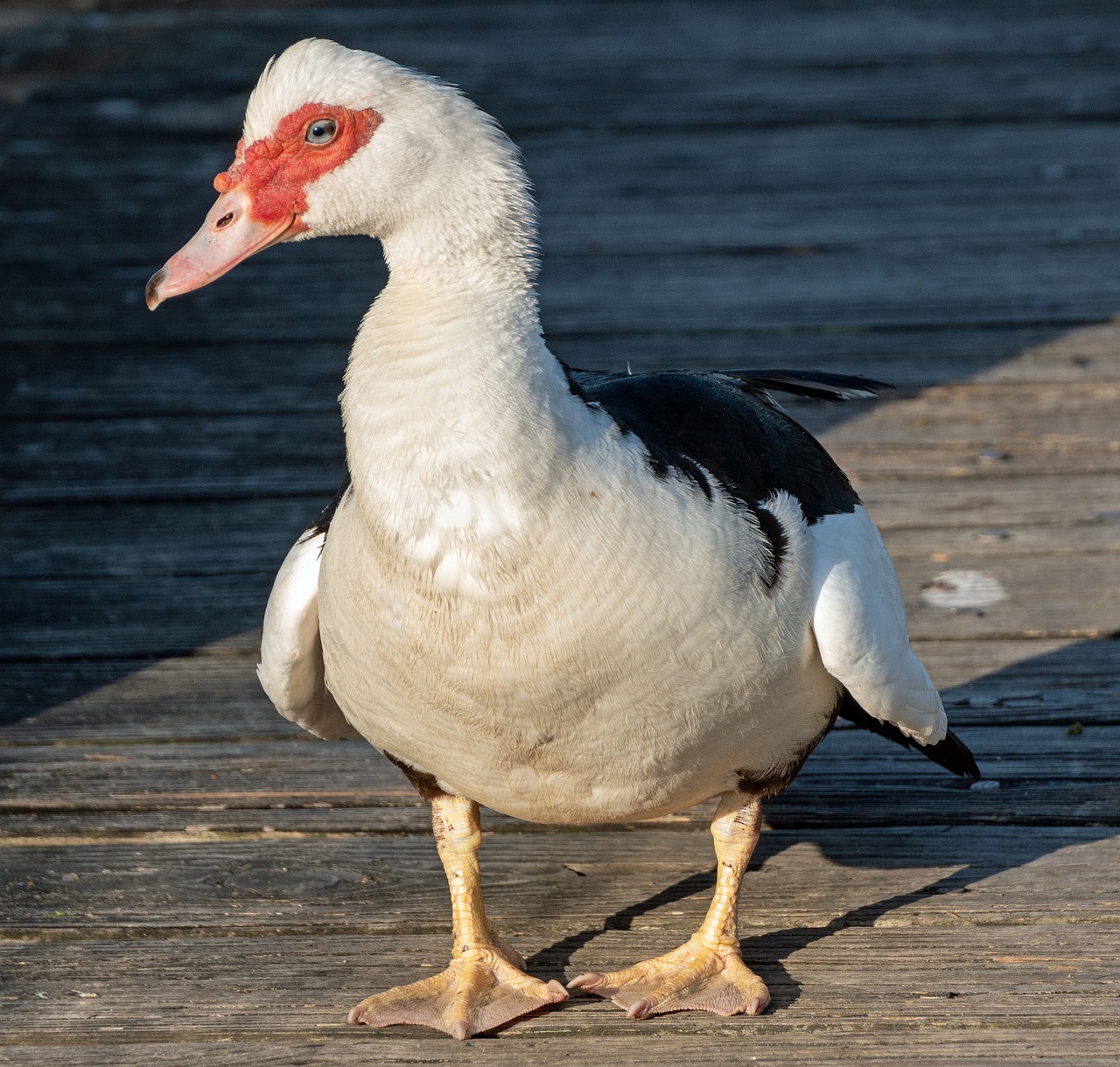 Muscovy Duck Bird - Free photo on Pixabay