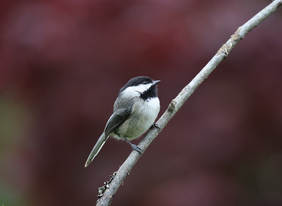 Chicadee Male Bird - Free photo on Pixabay