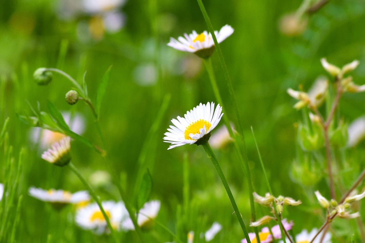 Hinagiku Spring Garden - Free photo on Pixabay
