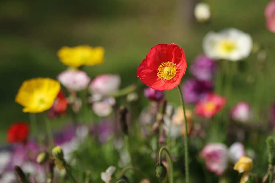 Spring Flowers Flower Poppy - Free photo on Pixabay