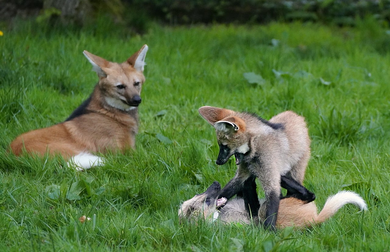 Wolf Cubs Play Family - Free photo on Pixabay