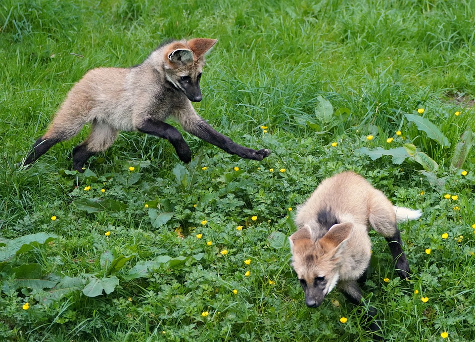 Wolf Cubs Play Family - Free photo on Pixabay