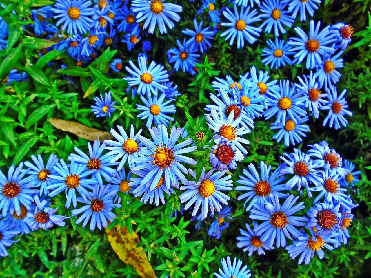 Aster Flowers Blue - Free photo on Pixabay