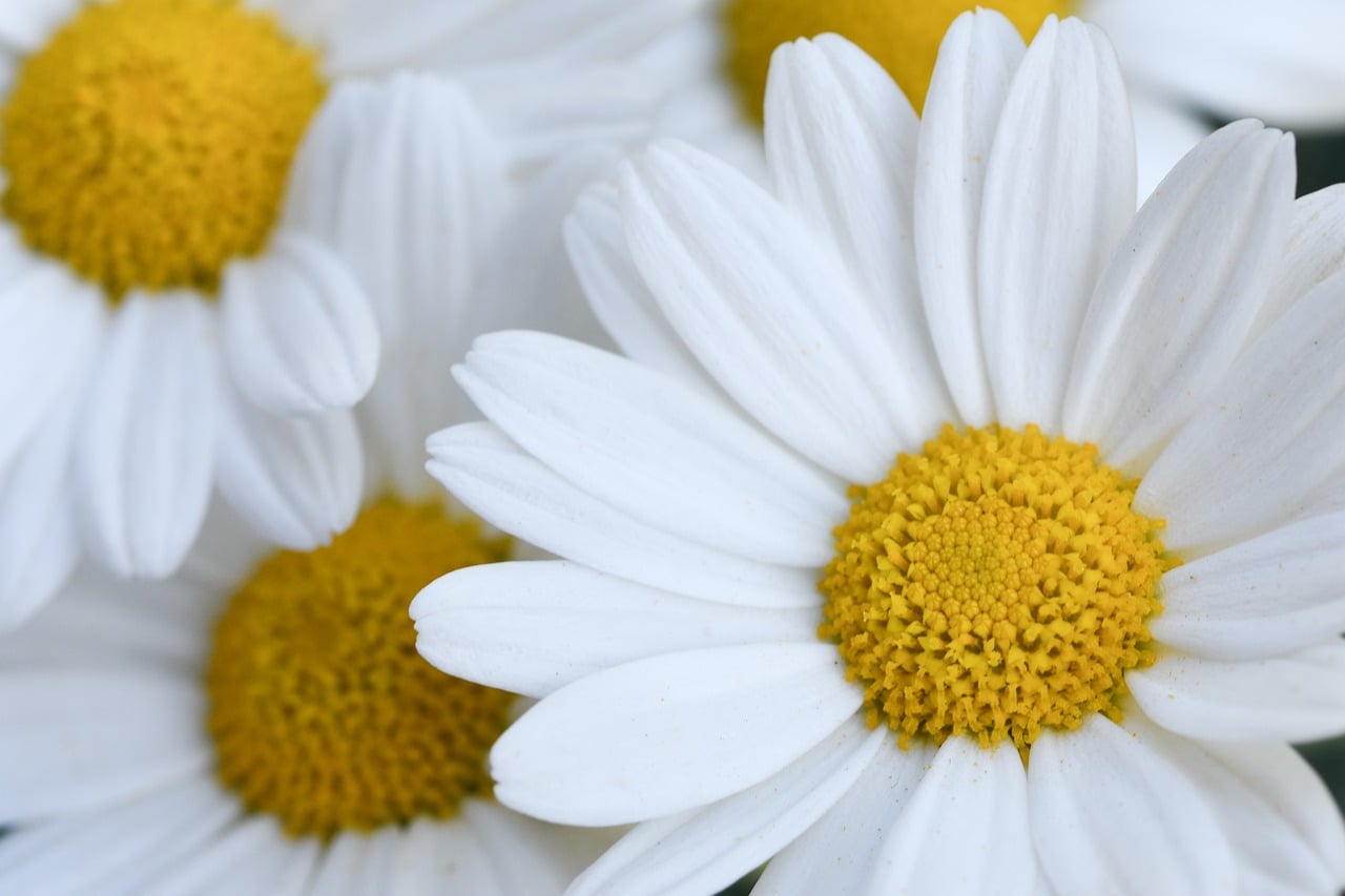 Marguerite Close Up Flower - Free photo on Pixabay
