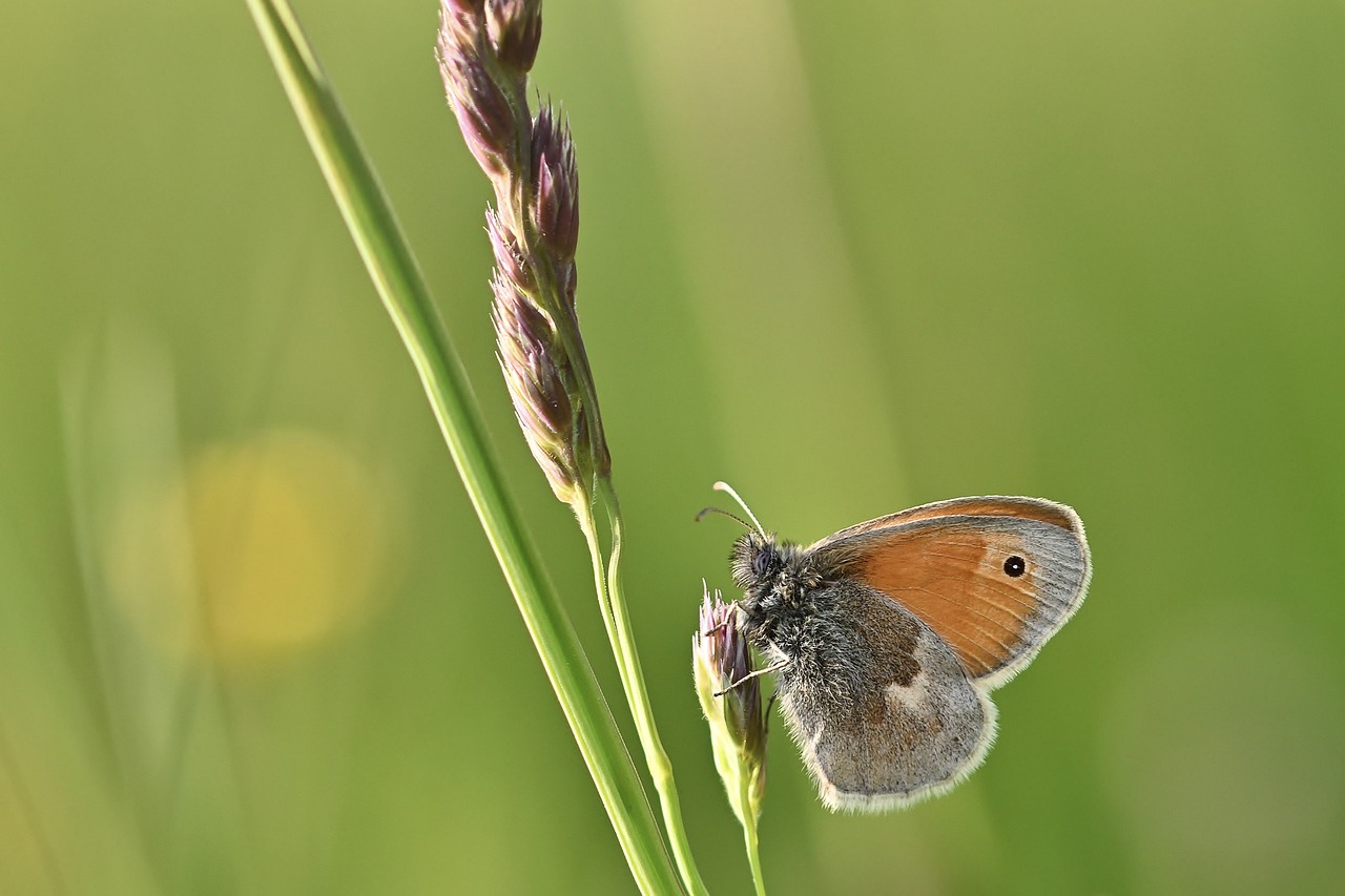 Butterfly Meadow Birds Insect - Free photo on Pixabay