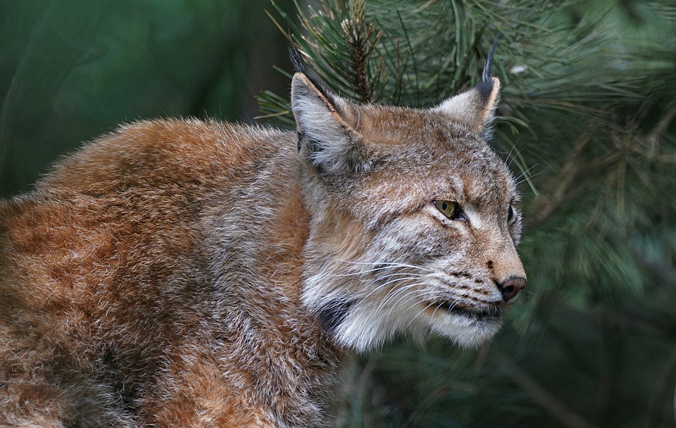 Lynx Look Animal - Free photo on Pixabay