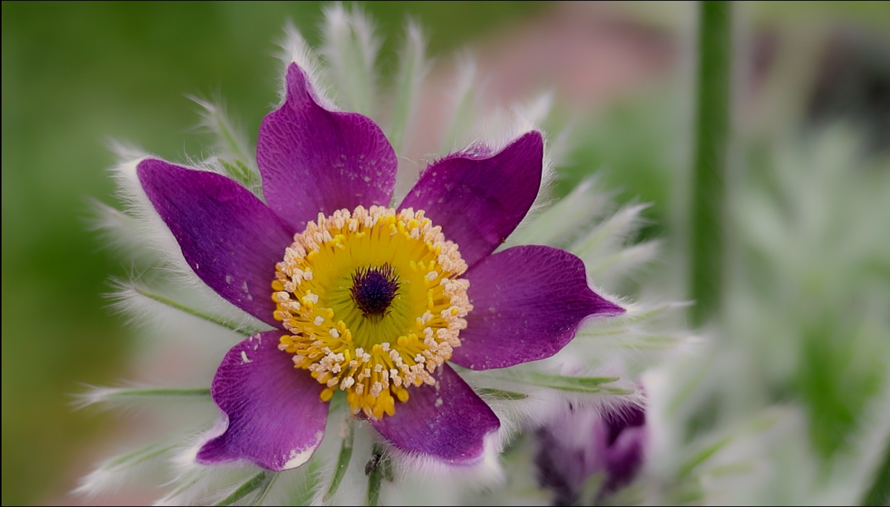 Download Pasque Flower, Nature, Flower. Royalty-Free Stock Illustration ...