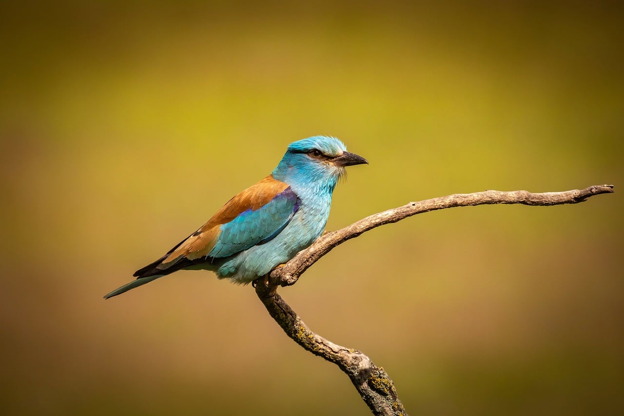Bird Nature Animal - Free photo on Pixabay