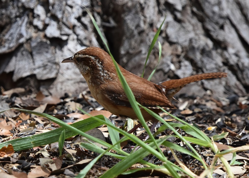 Wren Bird Nature - Free photo on Pixabay