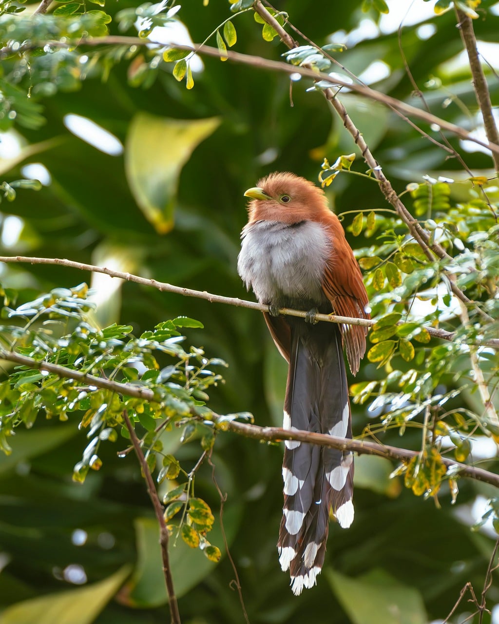 Birdie Little Bird Nature - Free photo on Pixabay
