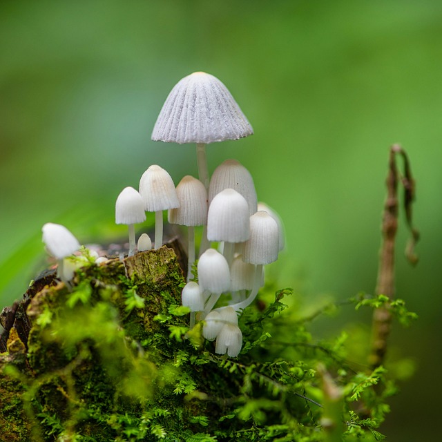 Pilz Natur Pilze - Kostenloses Foto auf Pixabay