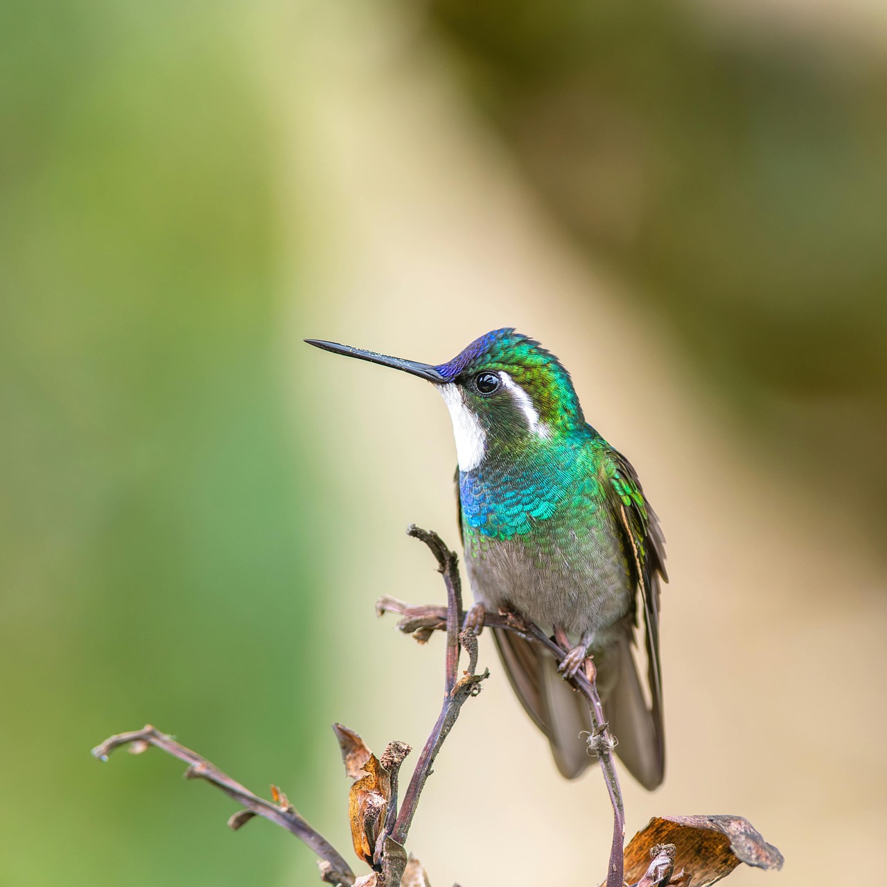 Hummingbird Nature Bird - Free photo on Pixabay