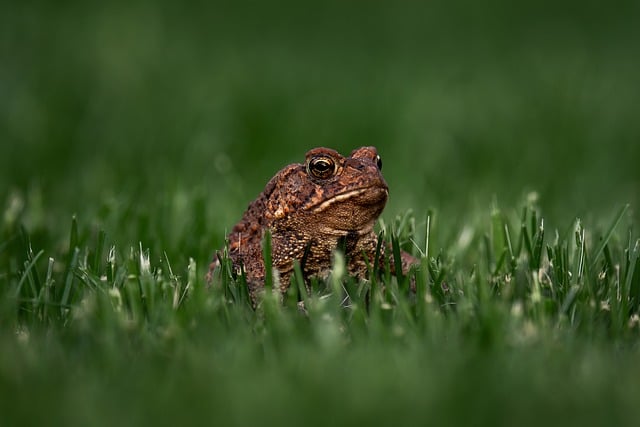 1,000+ Free Toad & Frog Images - Pixabay