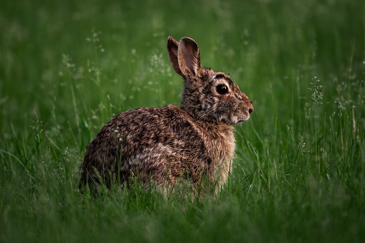 Plus de 4 000 photos gratuites de Lapin et de Nature - Pixabay