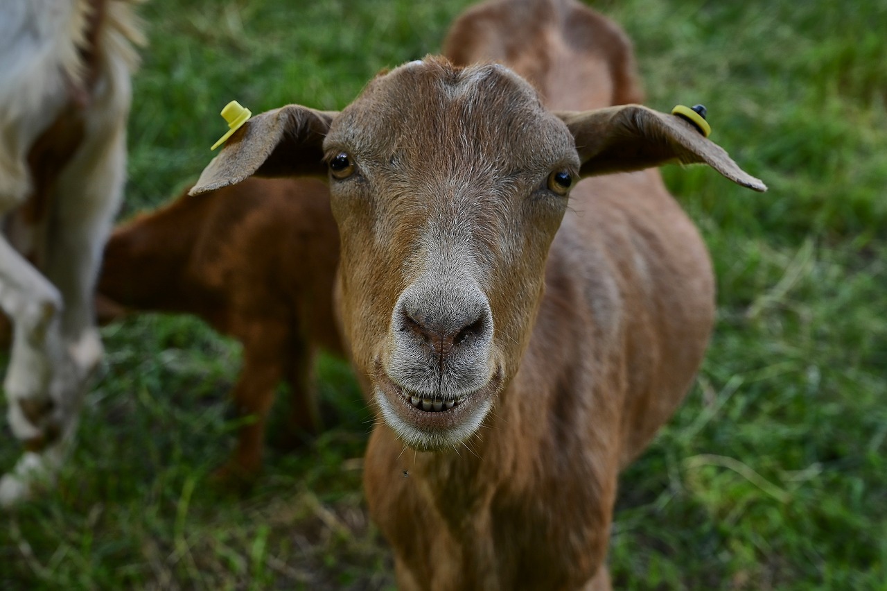 Cabra Animal Mamífero - Foto gratis en Pixabay